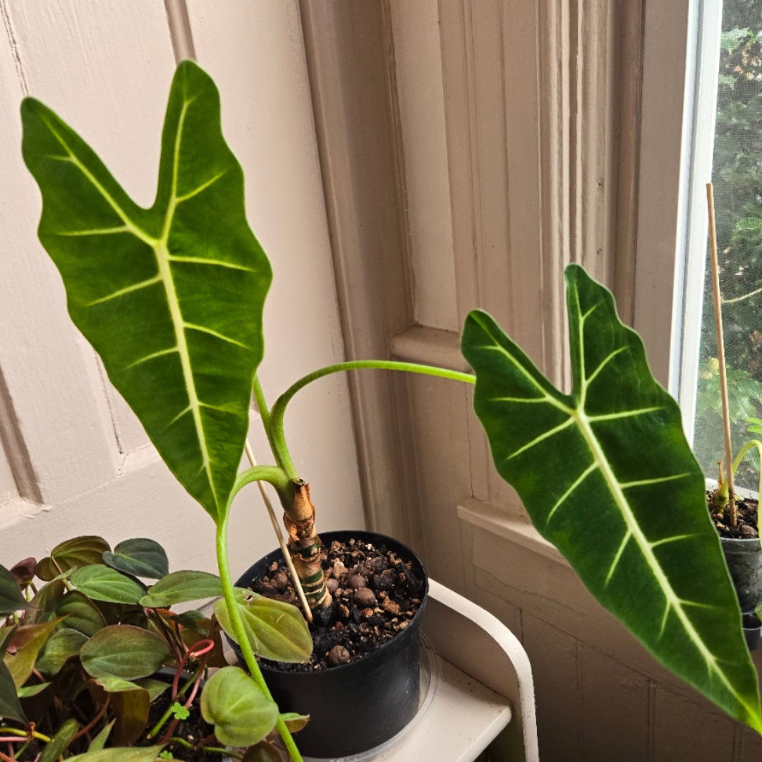 Alocasia Frydek Care Guide – Soulstice