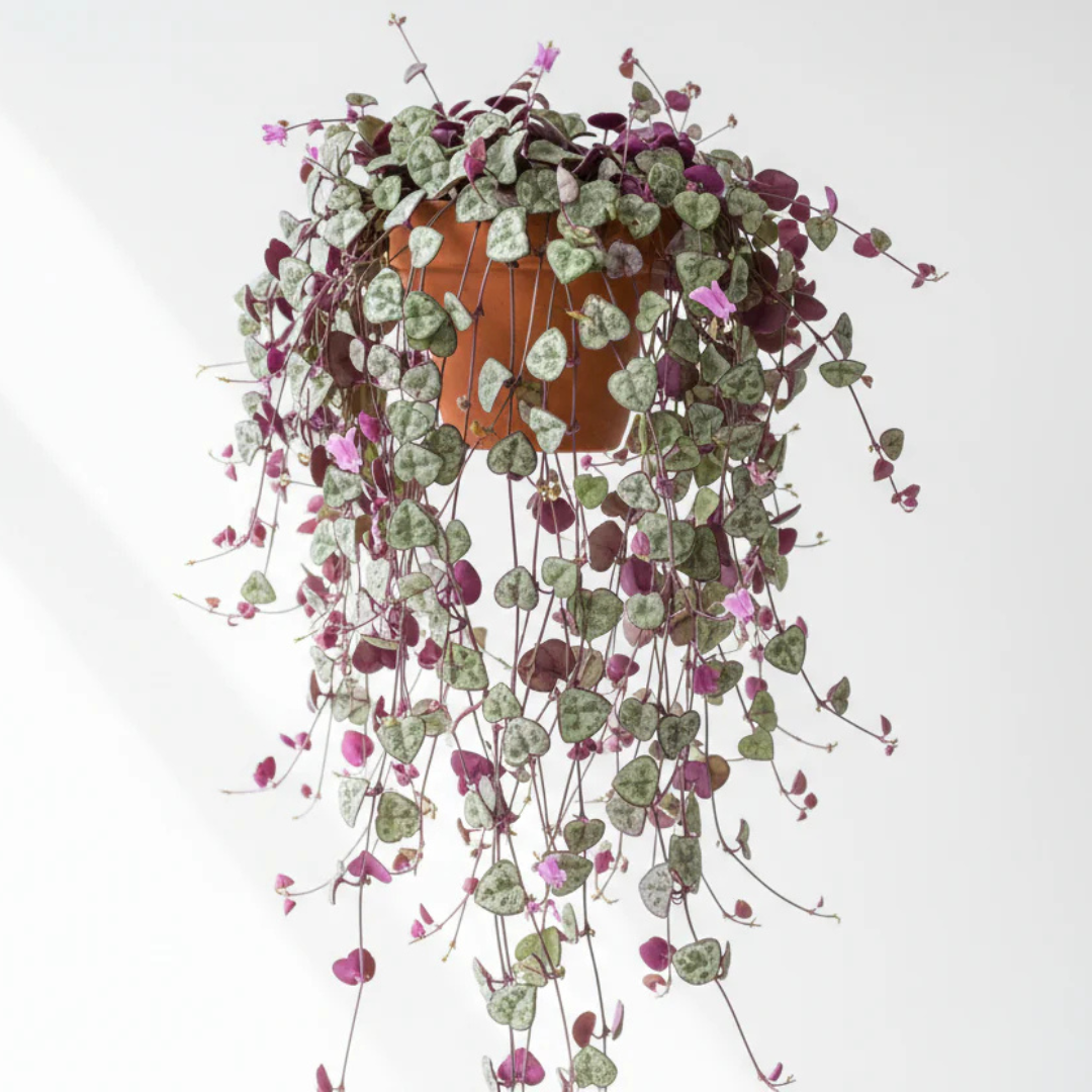 String of Hearts Care Guide – Soulstice